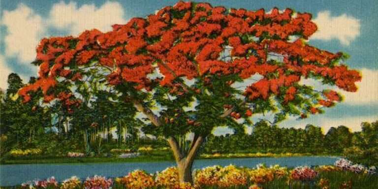 Symposium on History of The Royal Poinciana - Flamboyant - Flame Tree ...